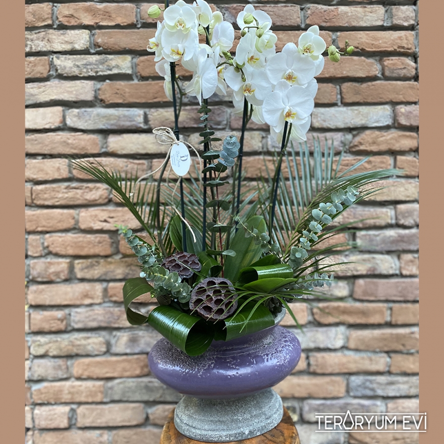 Seramikte Orkide Tasarım | İthal Orkide Modelleri İzmir | Teraryum Evi