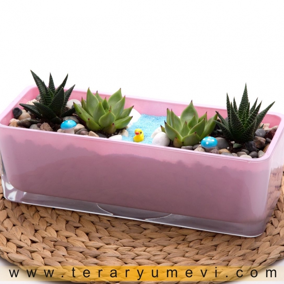 teraryum nedir, teraryum modelleri, teraryum fiyatları izmir | Teraryum Evi